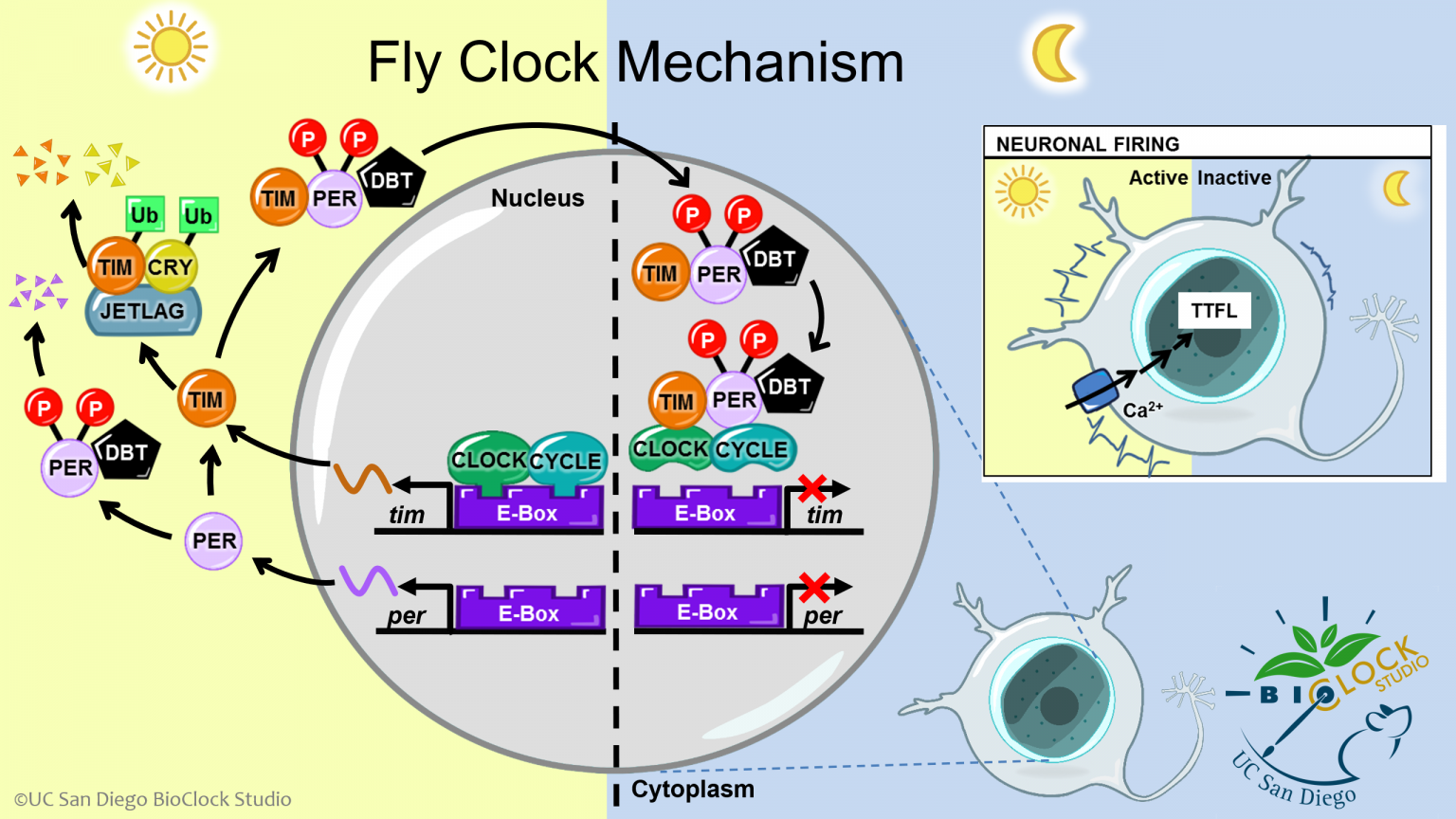 Common Clock Mechanism Graphics Tool – The BioClock Studio