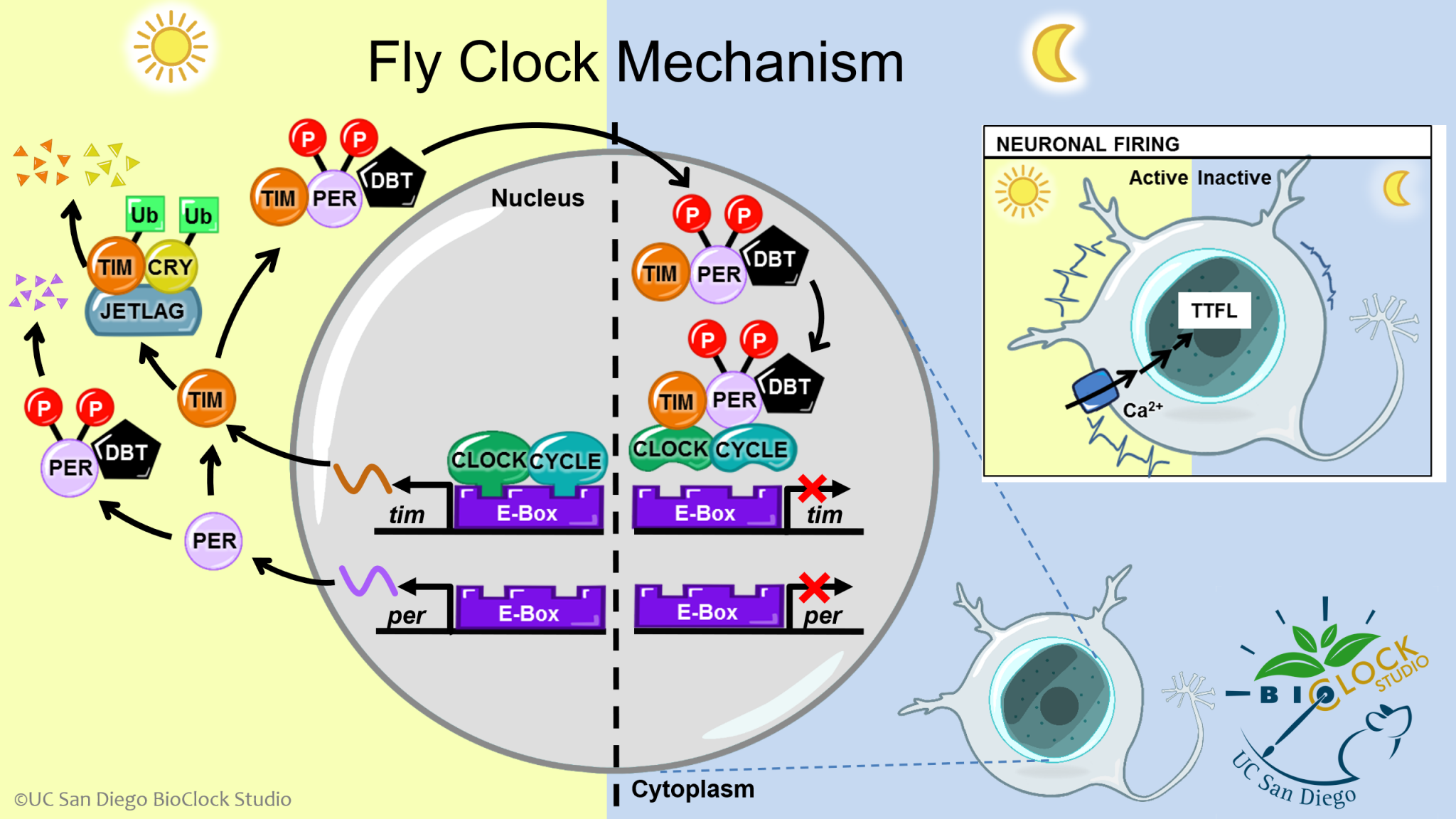 Common Clock Mechanism Graphics Tool – The BioClock Studio