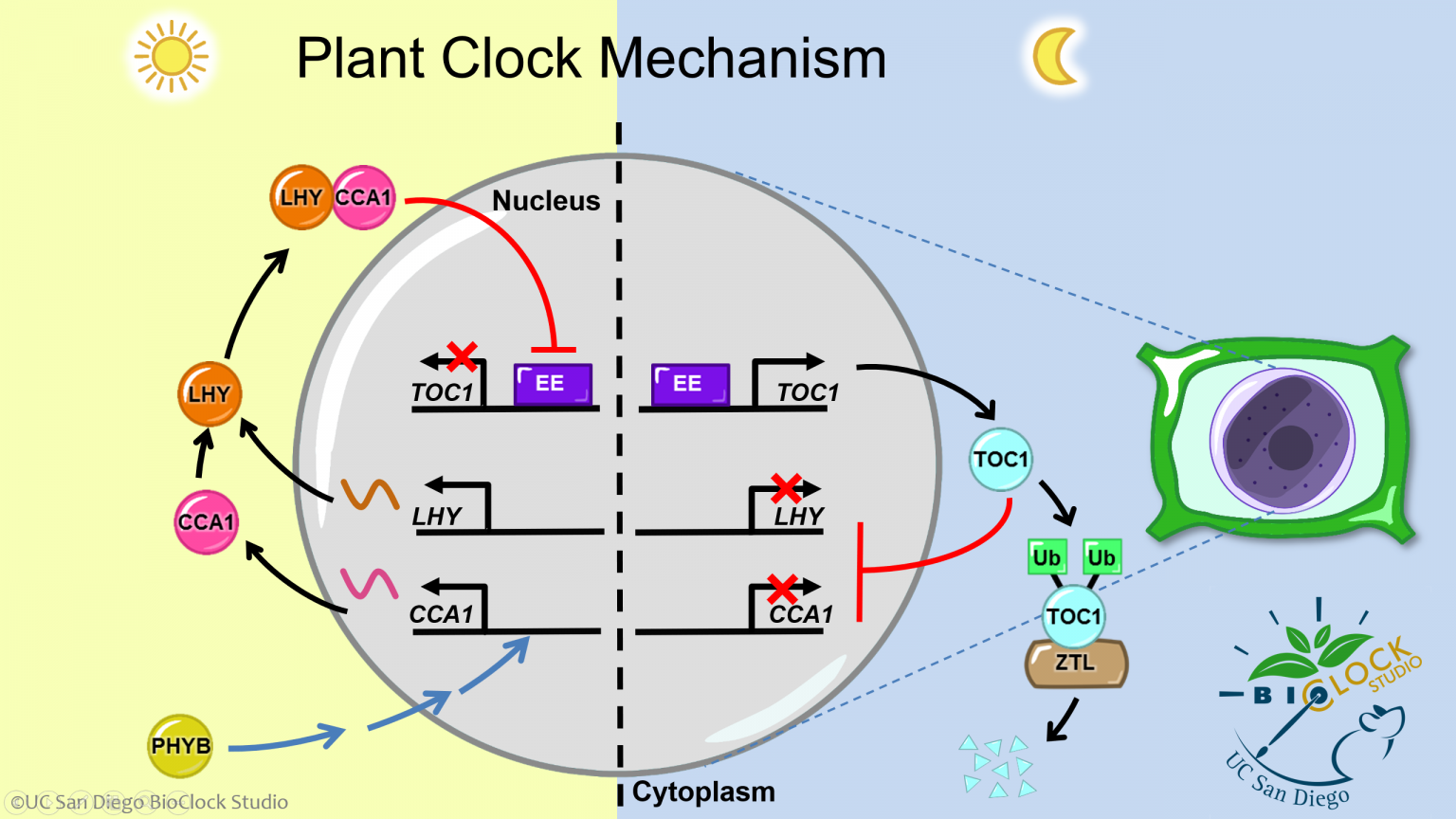 Common Clock Mechanism Graphics Tool – The BioClock Studio