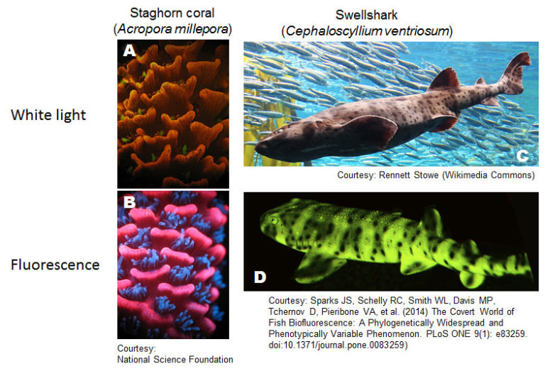 Bioluminescent and Fluorescent Reporters in Circadian Rhythm Studies ...
