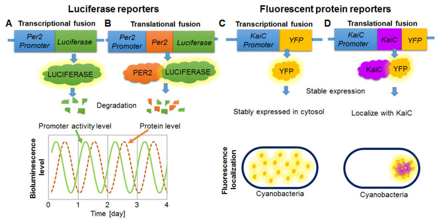 Bioluminescent and Fluorescent Reporters in Circadian Rhythm Studies ...
